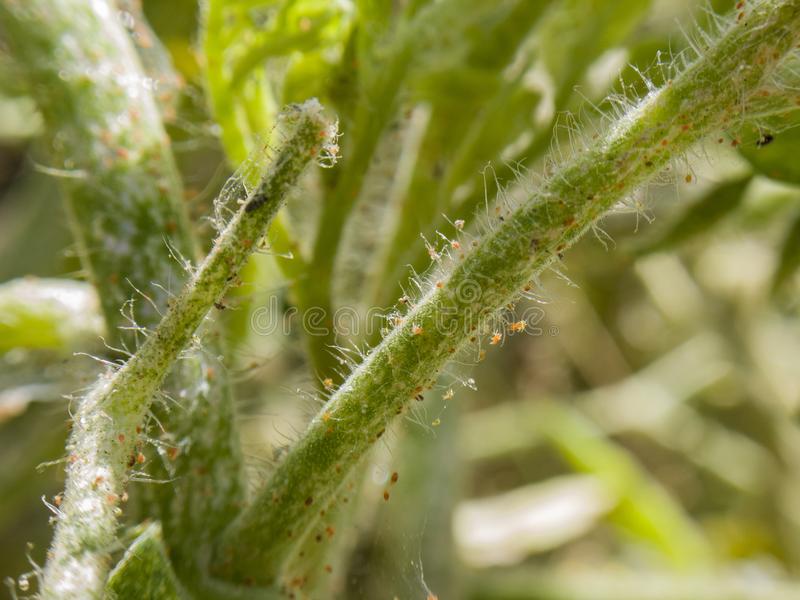 ¿Cómo controlar las plagas de tomate? - rieggo - blog